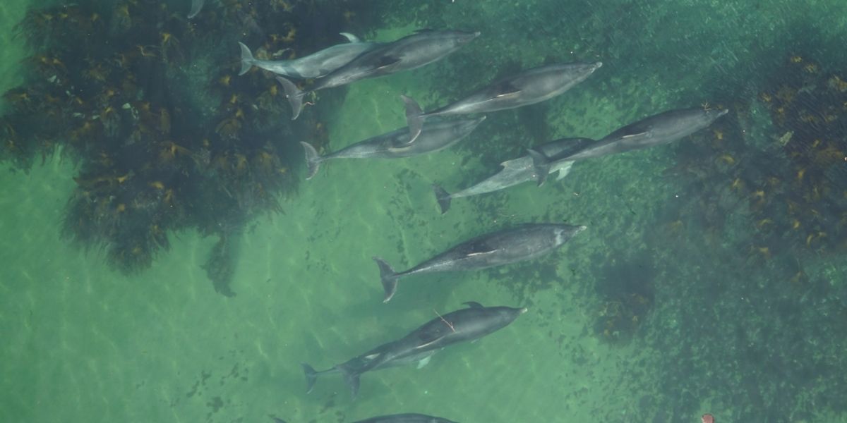 Dolphin Tracking UAVs