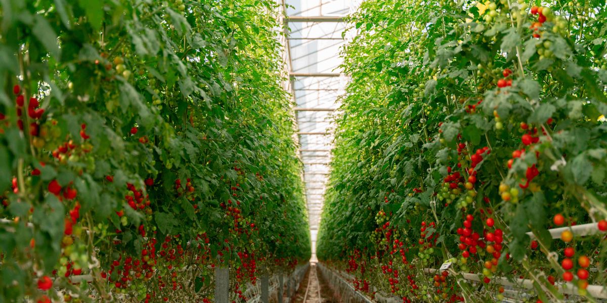 Four Growers' Robotics and Computer Vision make Automated Greenhouse ...